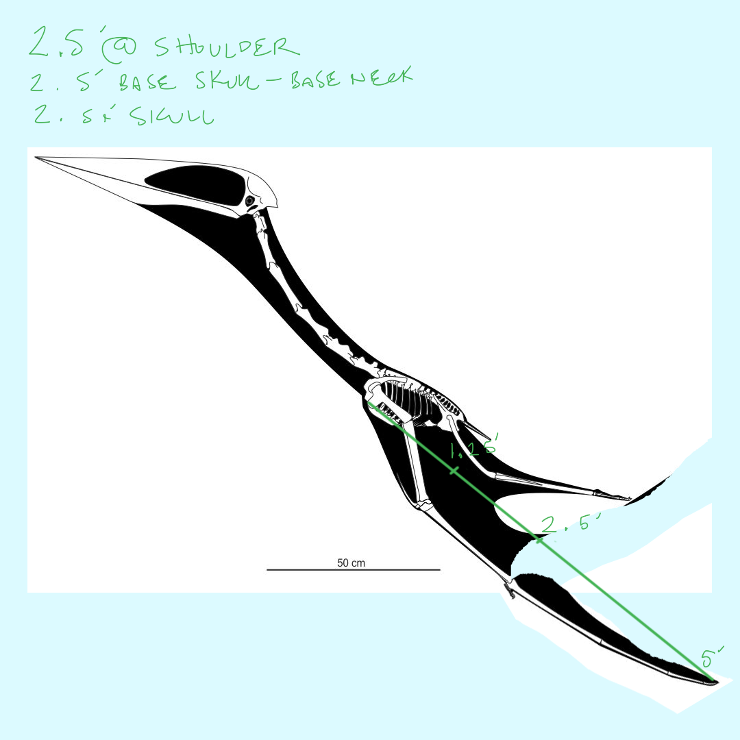 Radiodactylus' Wingspan - Katie Potter